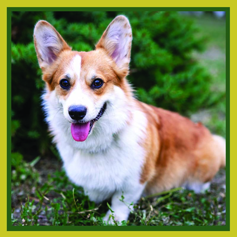 Eowyn - The Corgi Who Taught Herself Sign Language - Greater New ...
